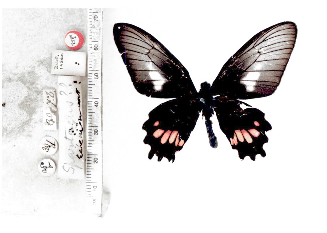 Parides e. echemon (type specimens)