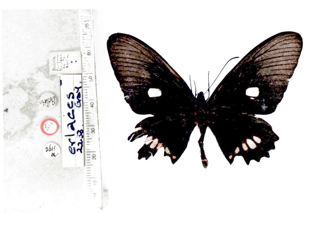Parides erithalion erlaces (type specimens)
