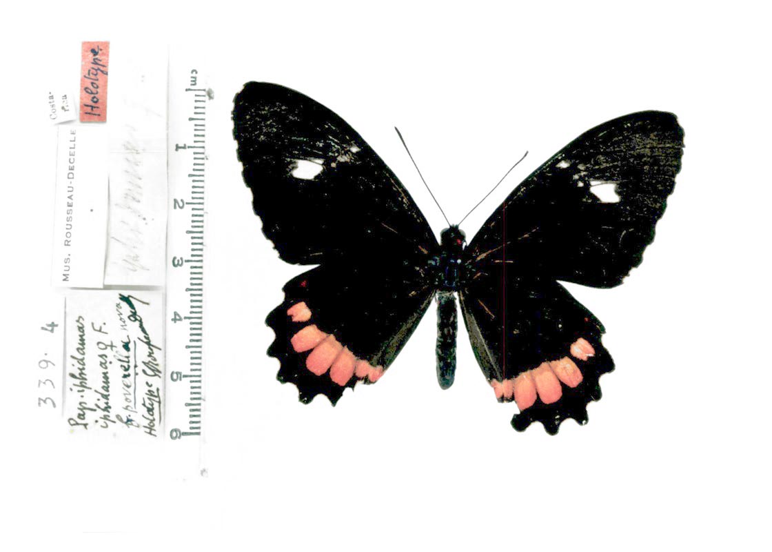 Parides i. iphidamas (type specimens)