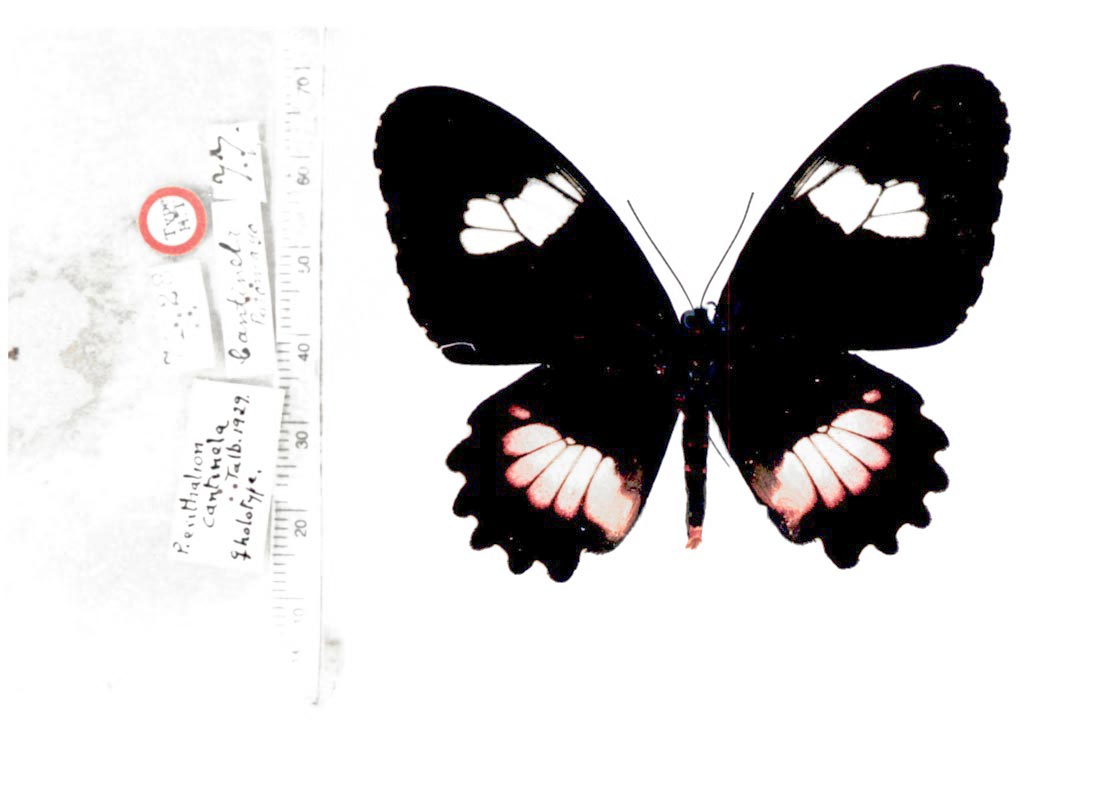 Parides iphidamas elatos (type specimens)