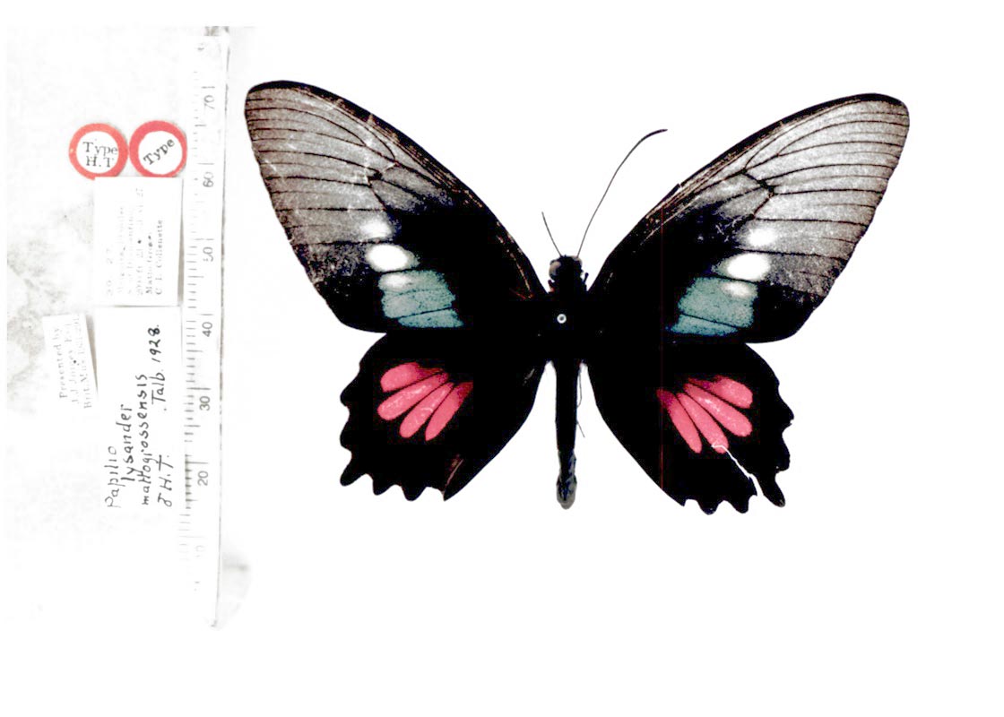 Parides lysander mattogrossensis (type specimens)