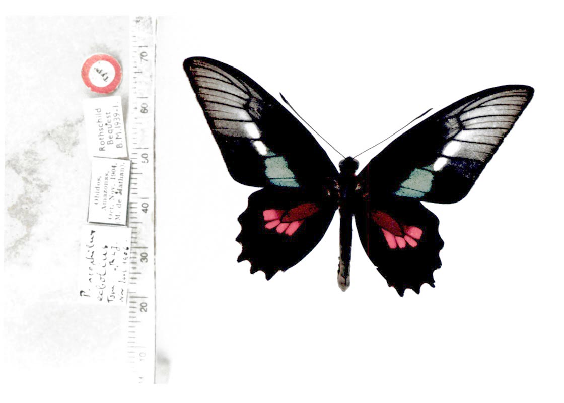 Parides neophilus ecbolius (type specimens)