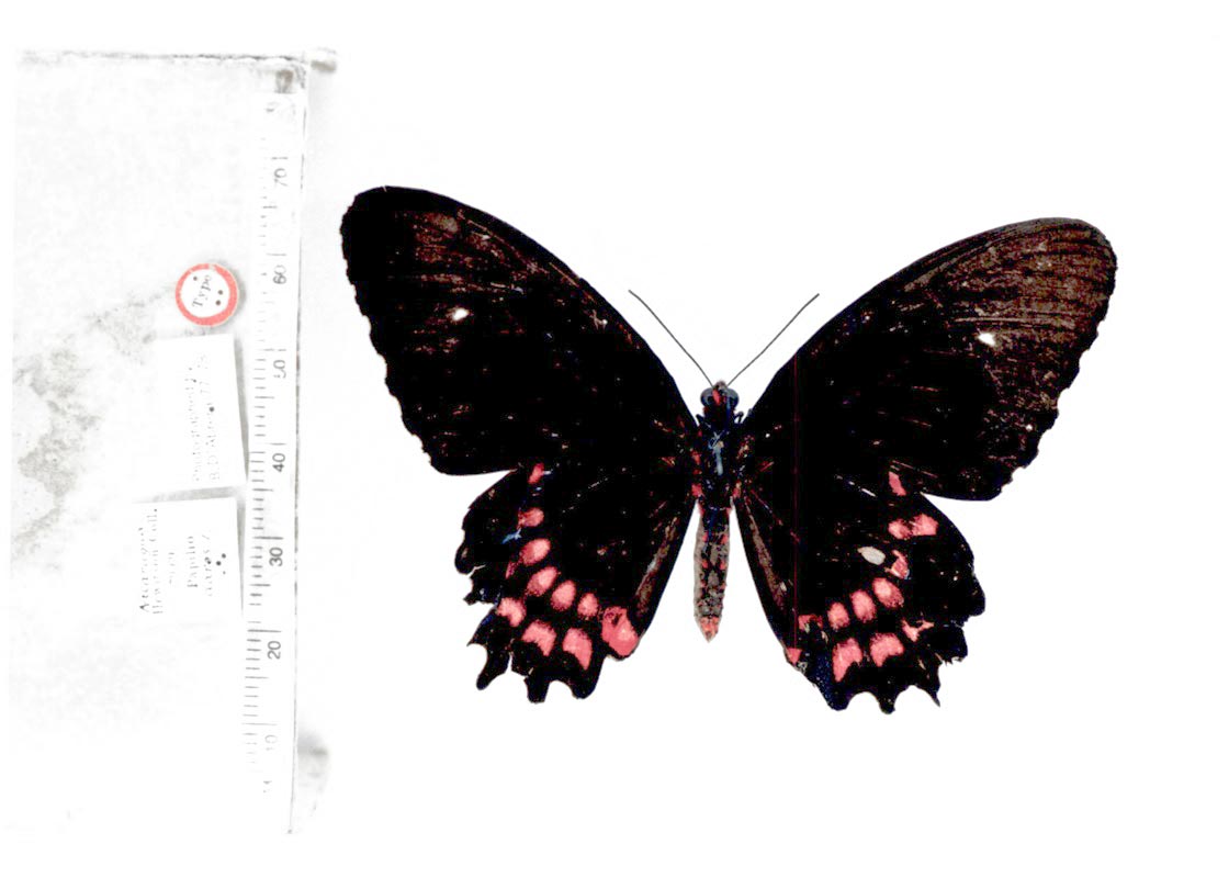 Parides photinus (type specimens)