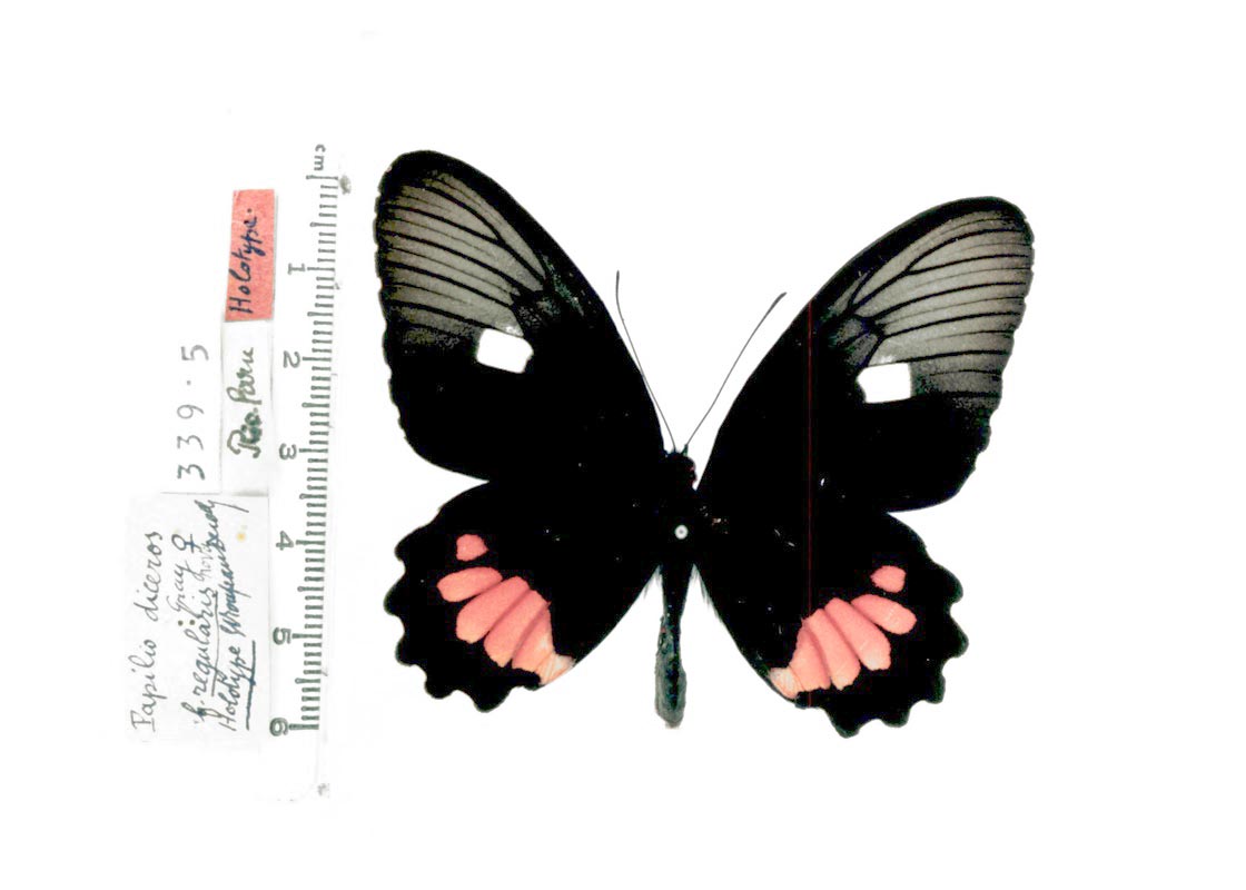Parides v. vertumnus (type specimens)