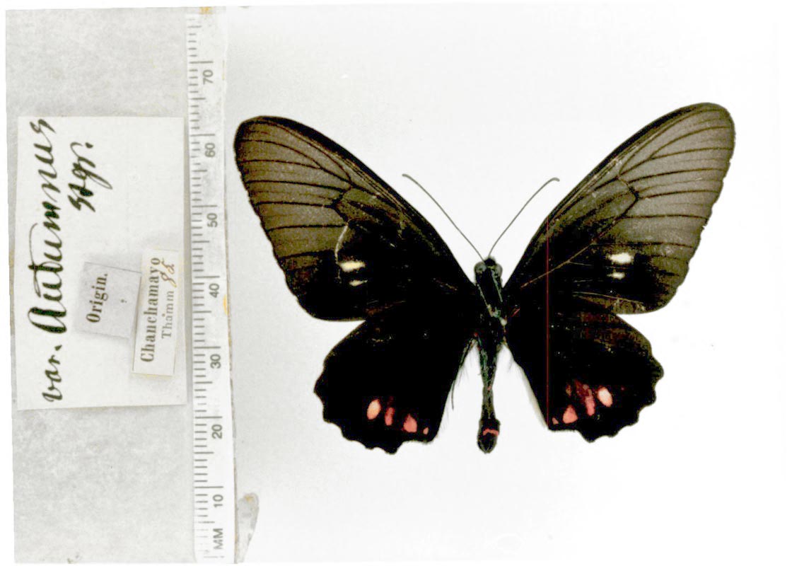 Parides vertumnus autumnus (type specimens)