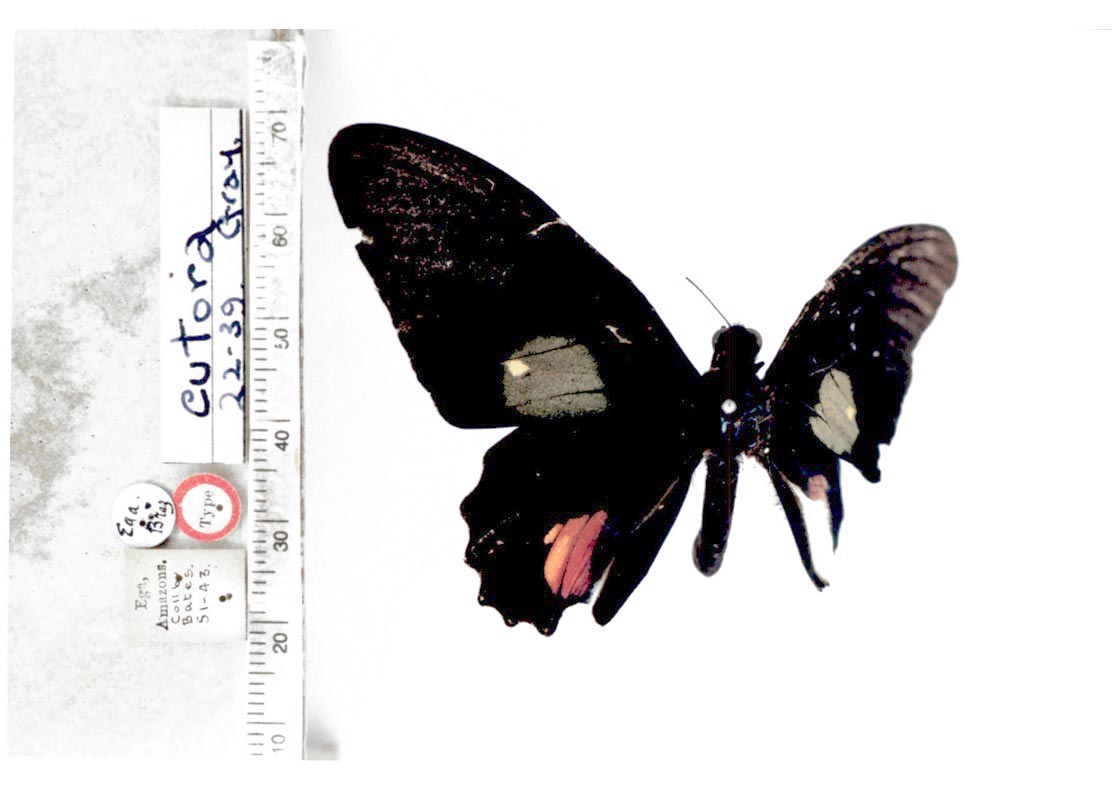 Parides vertumnus cutora (type specimens)