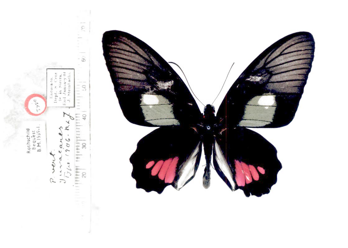 Parides vertumnus yuracares (type specimens)