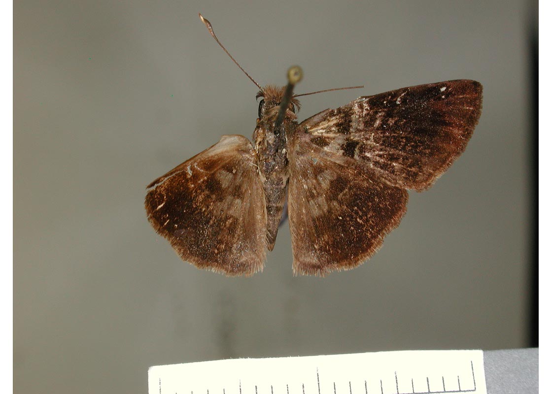 Gorgythion plautia (type specimens)