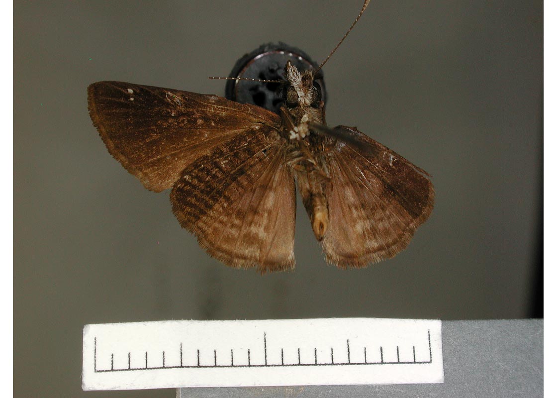 Gorgythion plautia (type specimens)