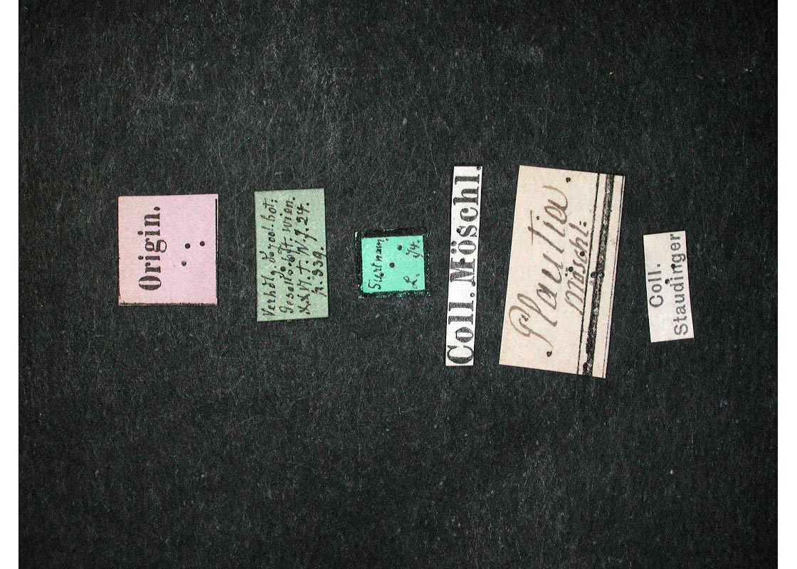Gorgythion plautia (type specimens)