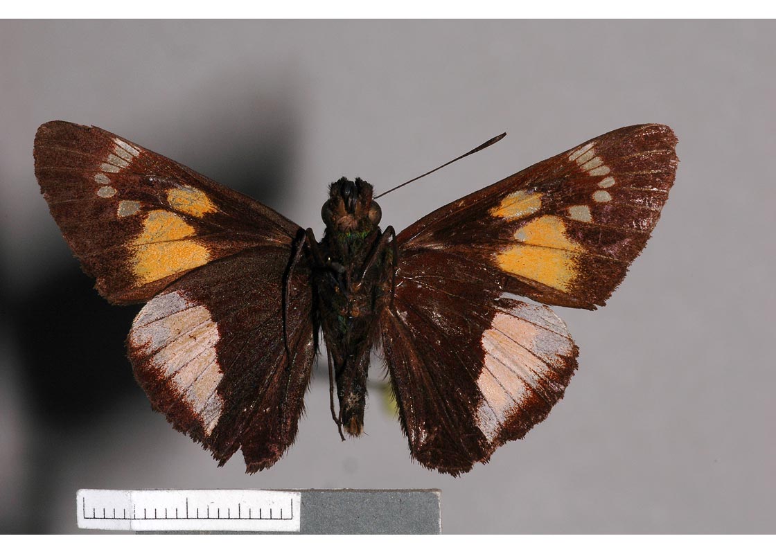 Thracides p. polites (type specimens)