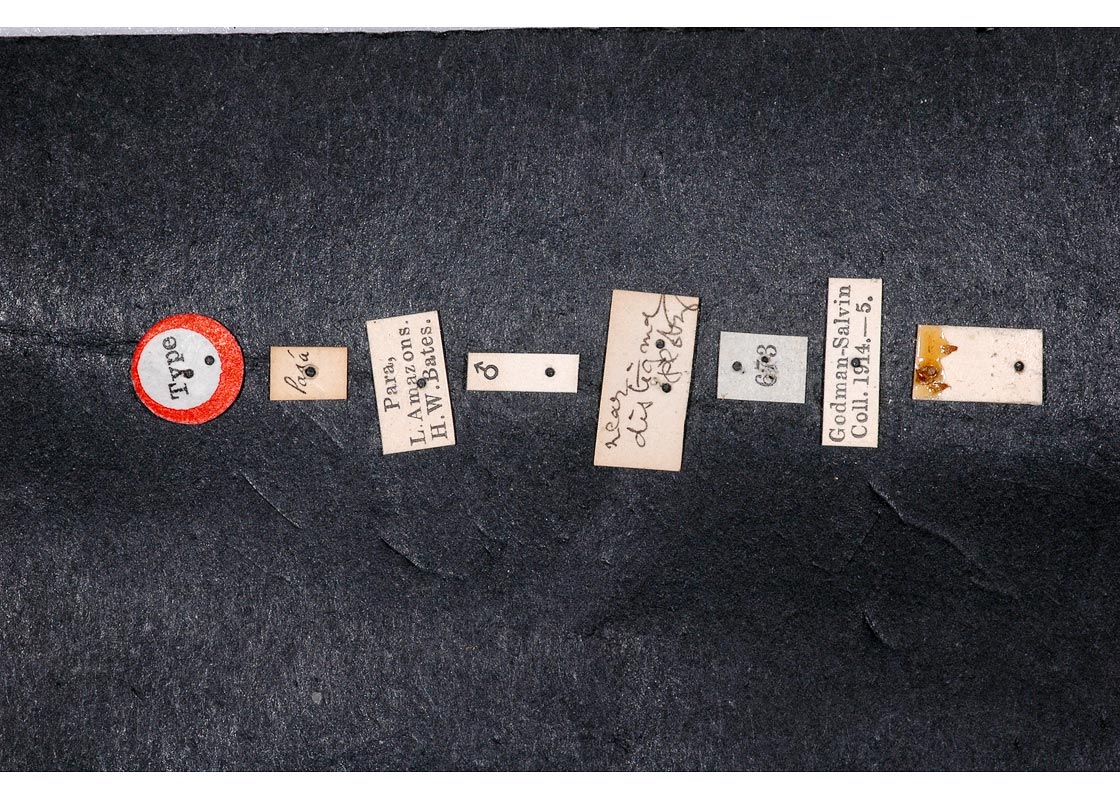 Lychnuchus ponka (type specimens)