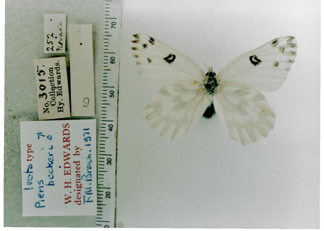 Pontia beckerii (type specimens)