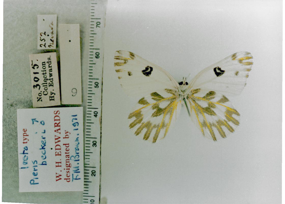 Pontia beckerii (type specimens)