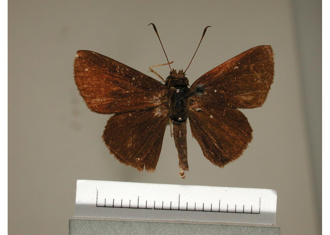 Papias projectus (type specimens)