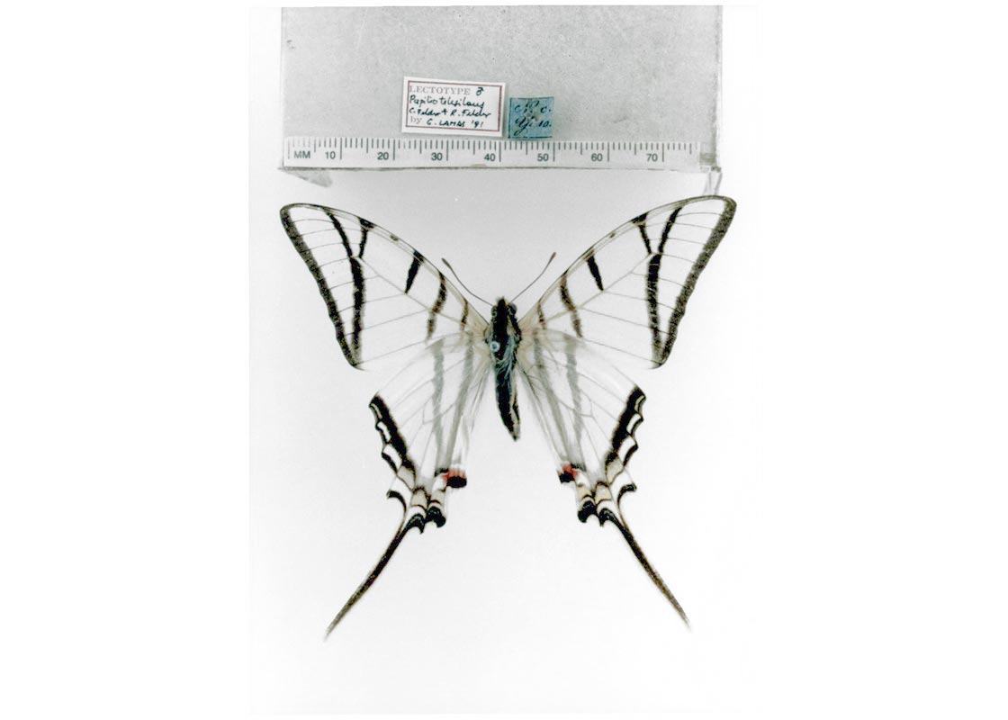 Eurytides t. telesilaus (type specimens)