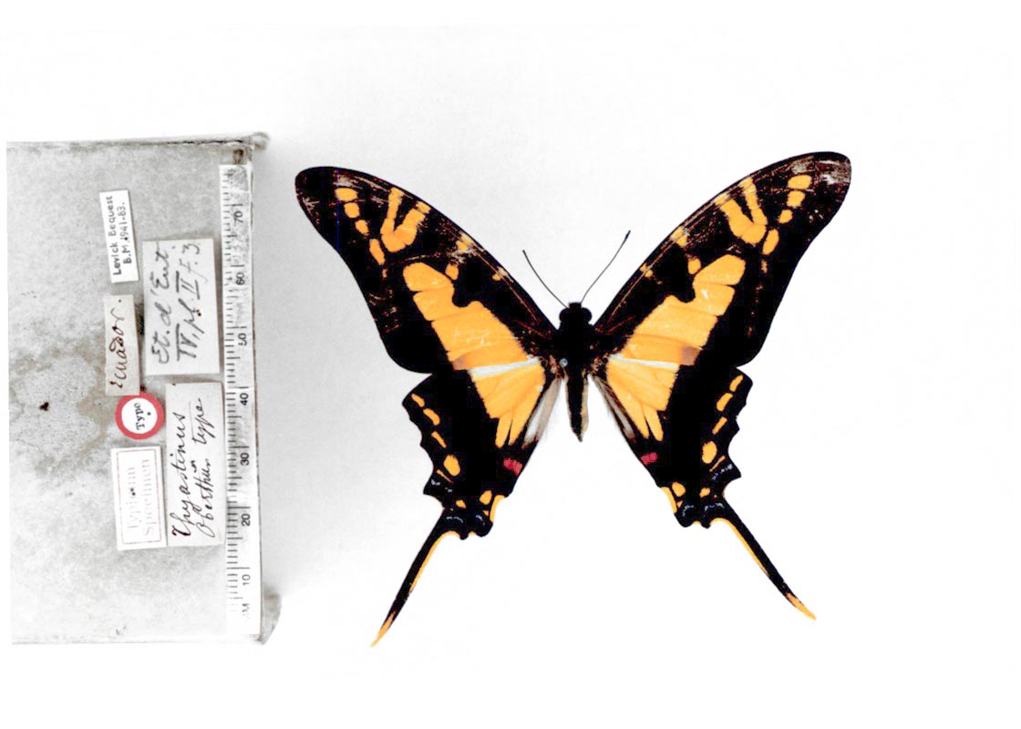 Neographium thyastes thyastinus (type specimens)