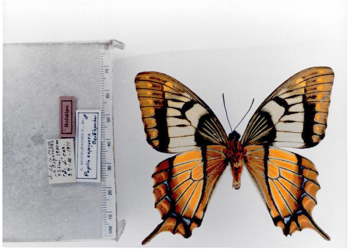 Pterourus esperanza (type specimens)