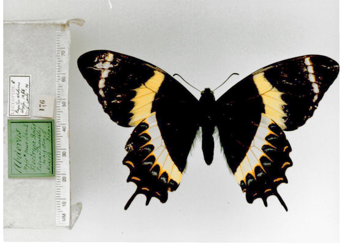 Pterourus garamas abderus (type specimens)
