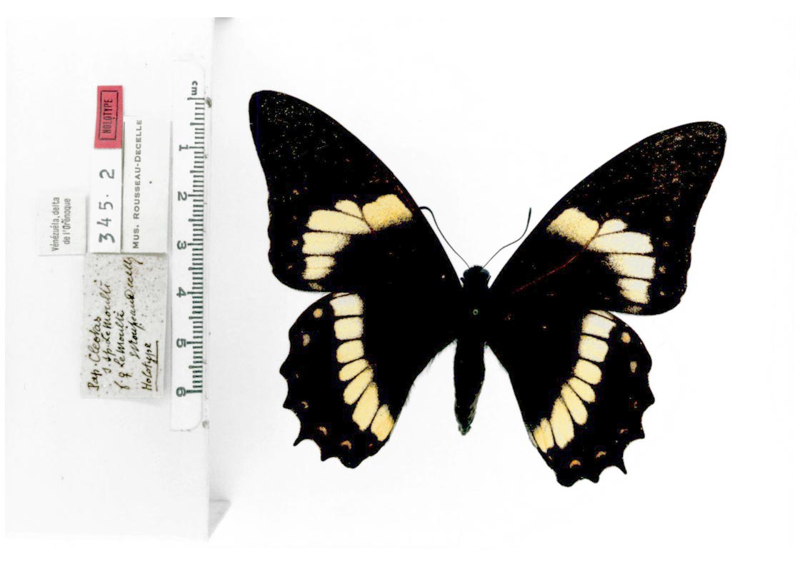 Pterourus lemoulti (type specimens)