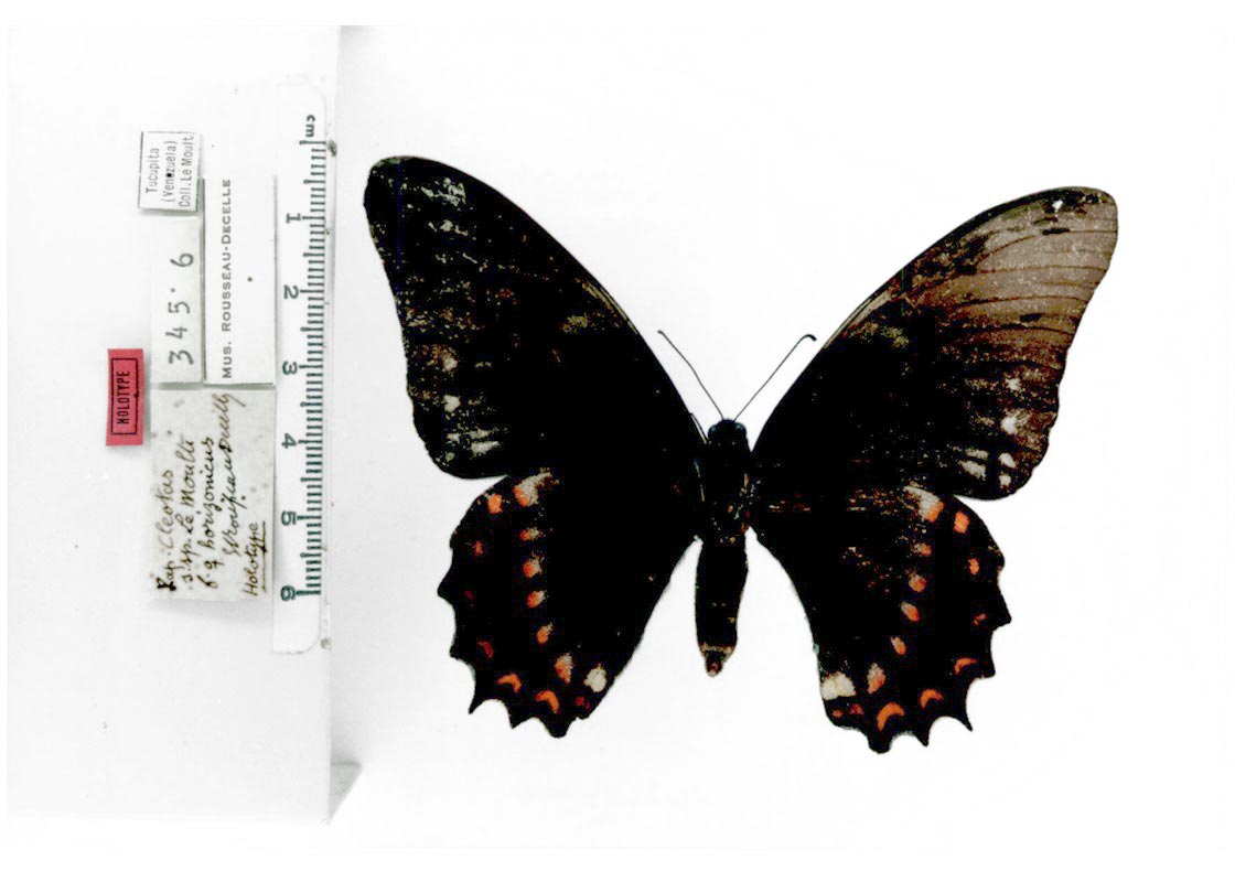 Pterourus lemoulti (type specimens)