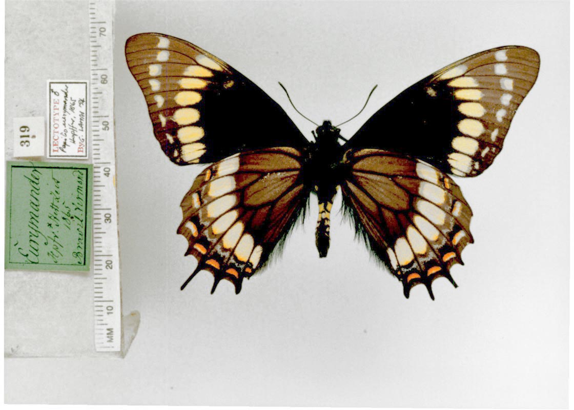 Pterourus s. scamander (type specimens)