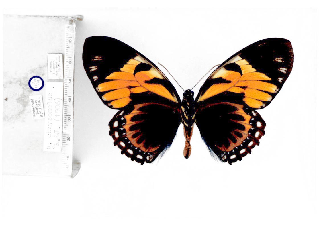Pterourus bachus chrysomelus (type specimens)