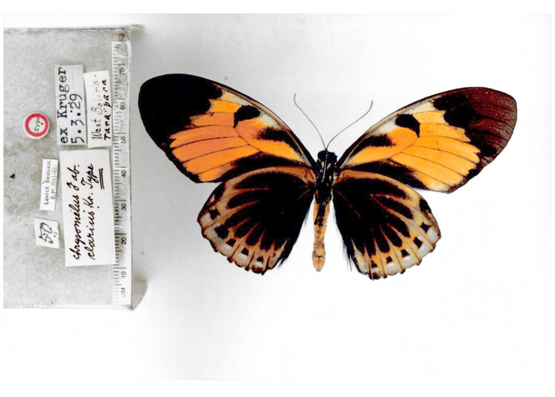 Pterourus bachus chrysomelus (TYPE of Papilio bachus chrysomelus ab ...