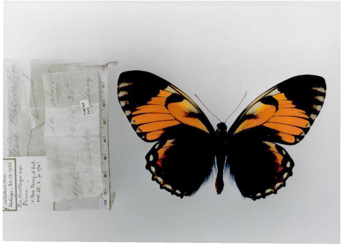 Pterourus bachus chrysomelus (type specimens)