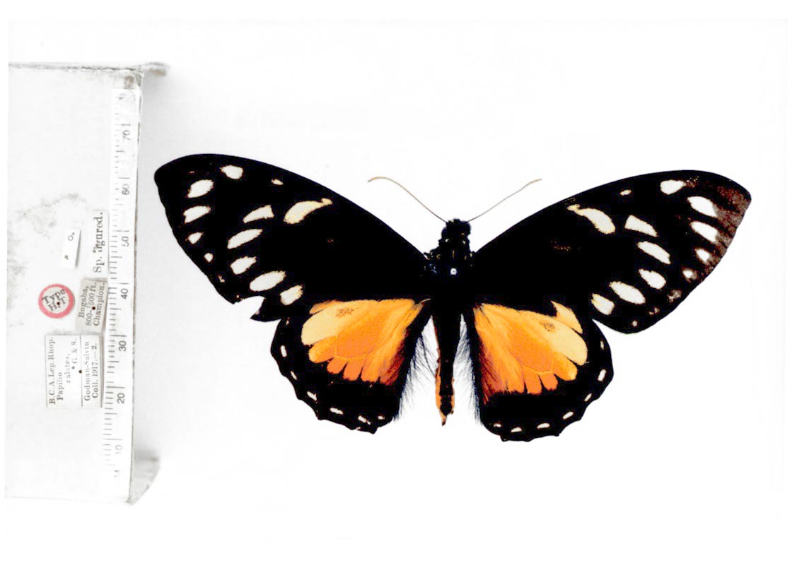 Pterourus ascolius zalates (type specimens)