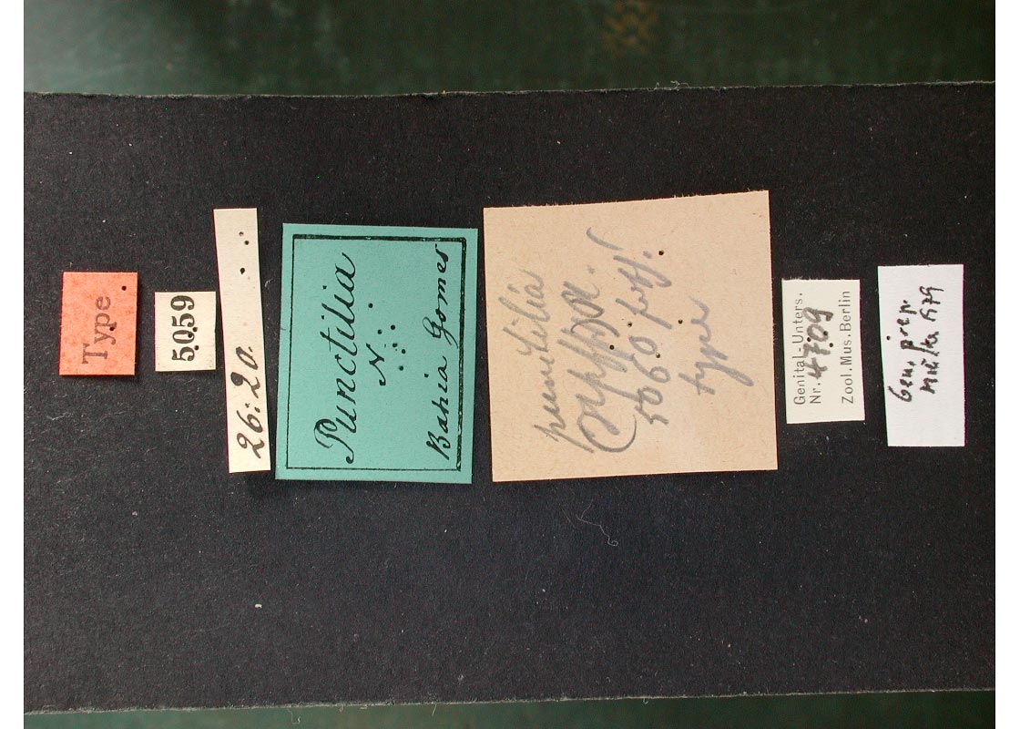 Cogia punctilia (type specimens)