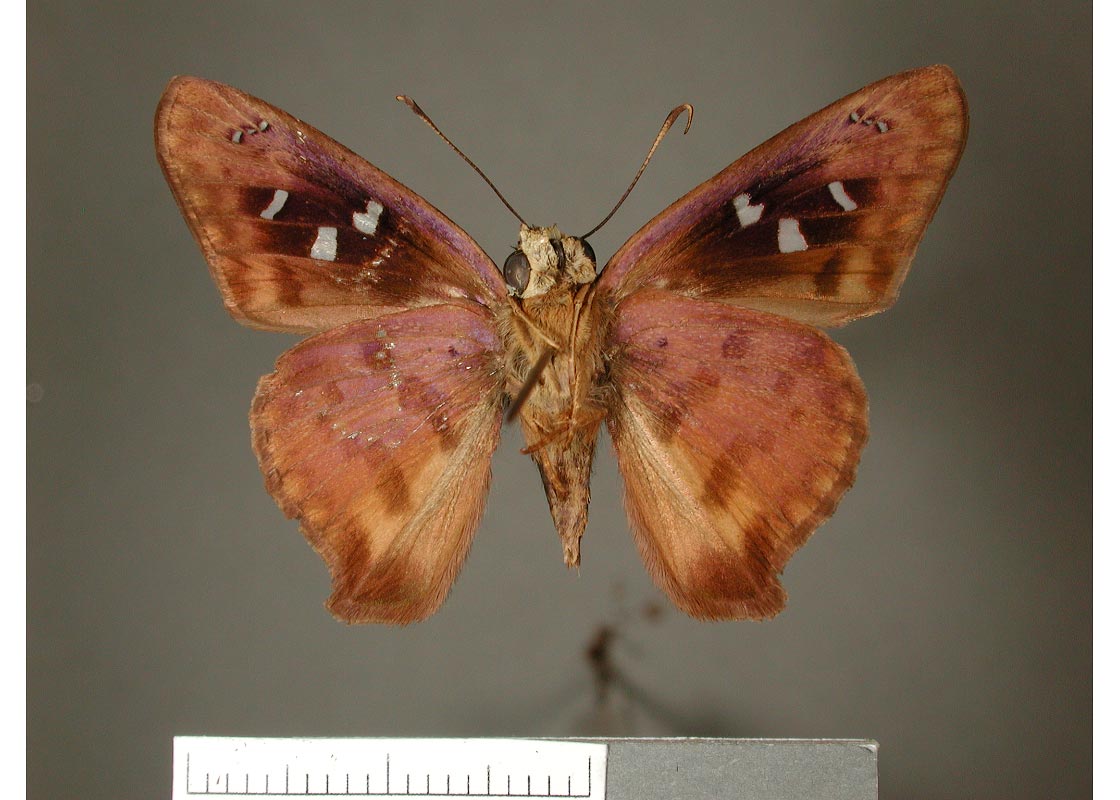 Polygonus punctus (type specimens)