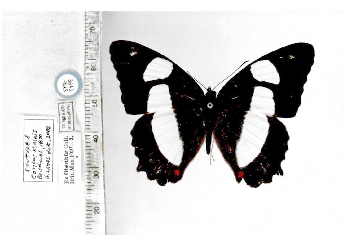 Pyrrhogyra neaerea hypsenor (type specimens)