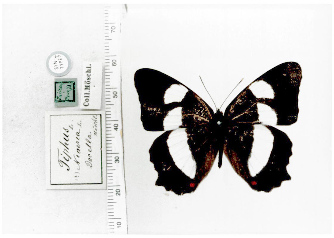 Pyrrhogyra n. neaerea (type specimens)