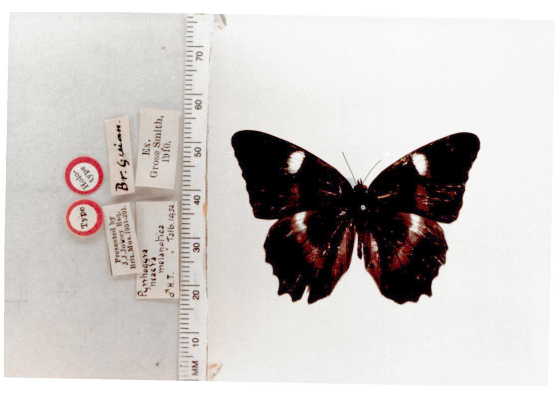 Pyrrhogyra n. neaerea (type specimens)