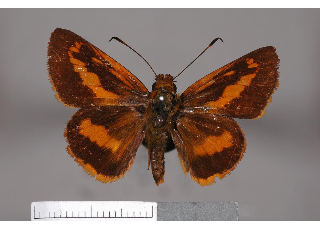 Racta racta HOLOTYPE, TL: Peru, [BMNH]