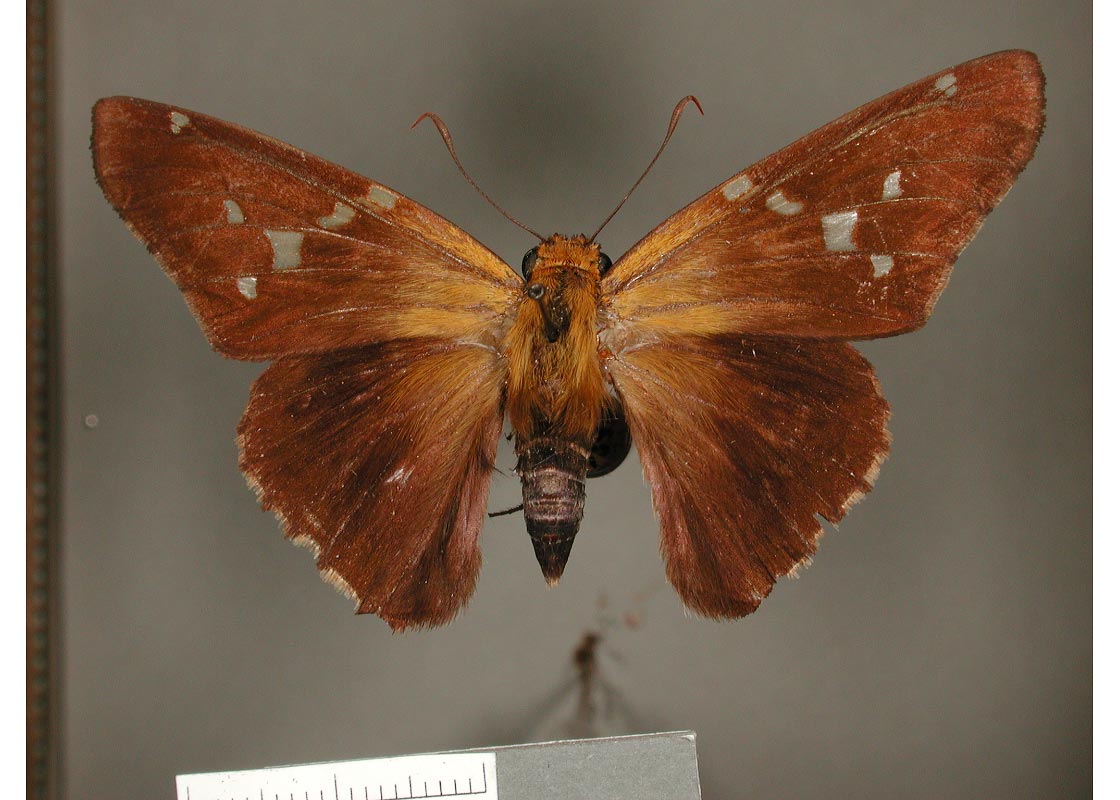 Proteides mercurius sanchesi (type specimens)