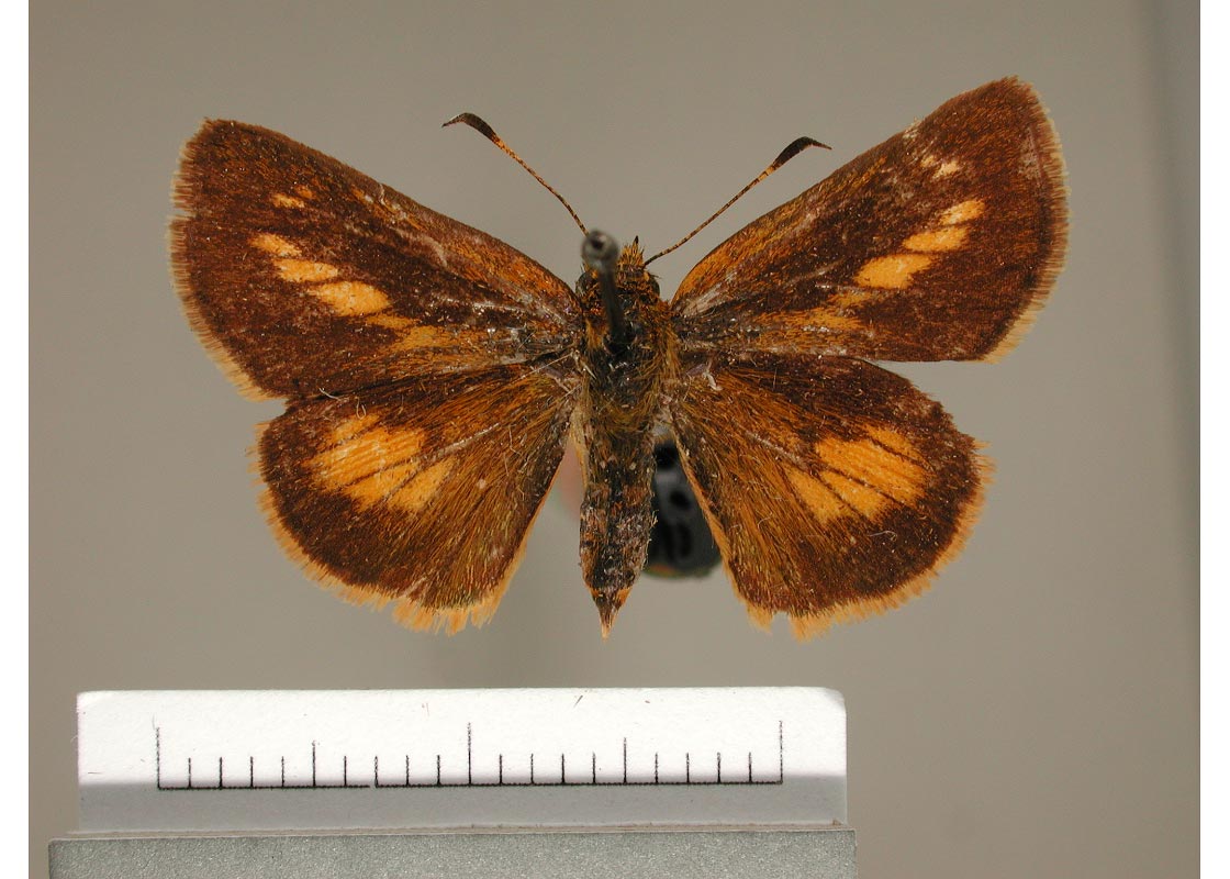 Corticea schwarzi (type specimens)