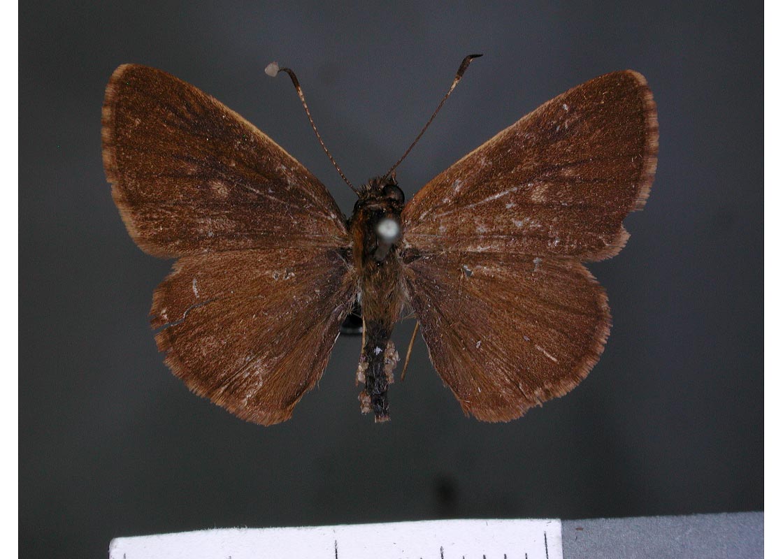 Lucida scopas (type specimens)