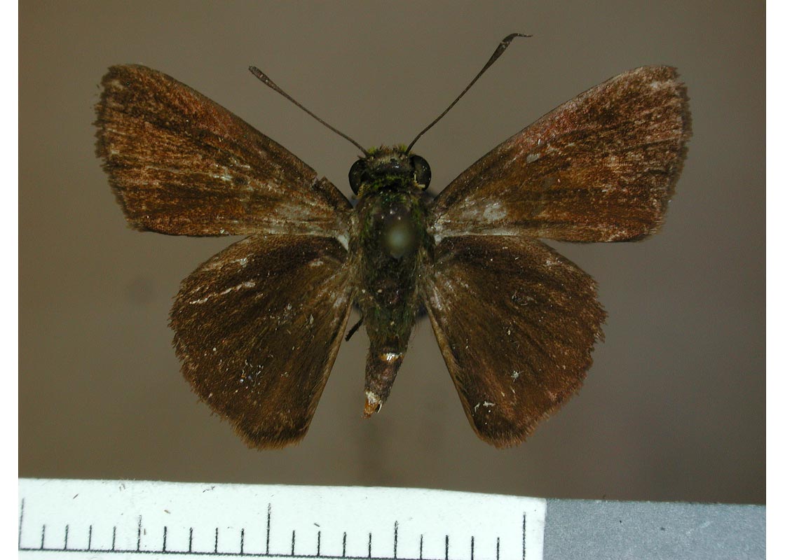 Mnaseas pandora (type specimens)