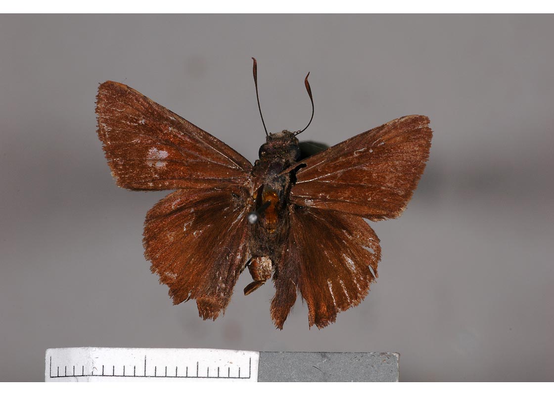 Mnaseas sirene (type specimens)
