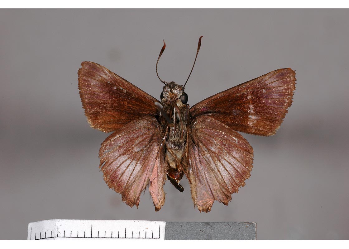 Mnaseas sirene (type specimens)