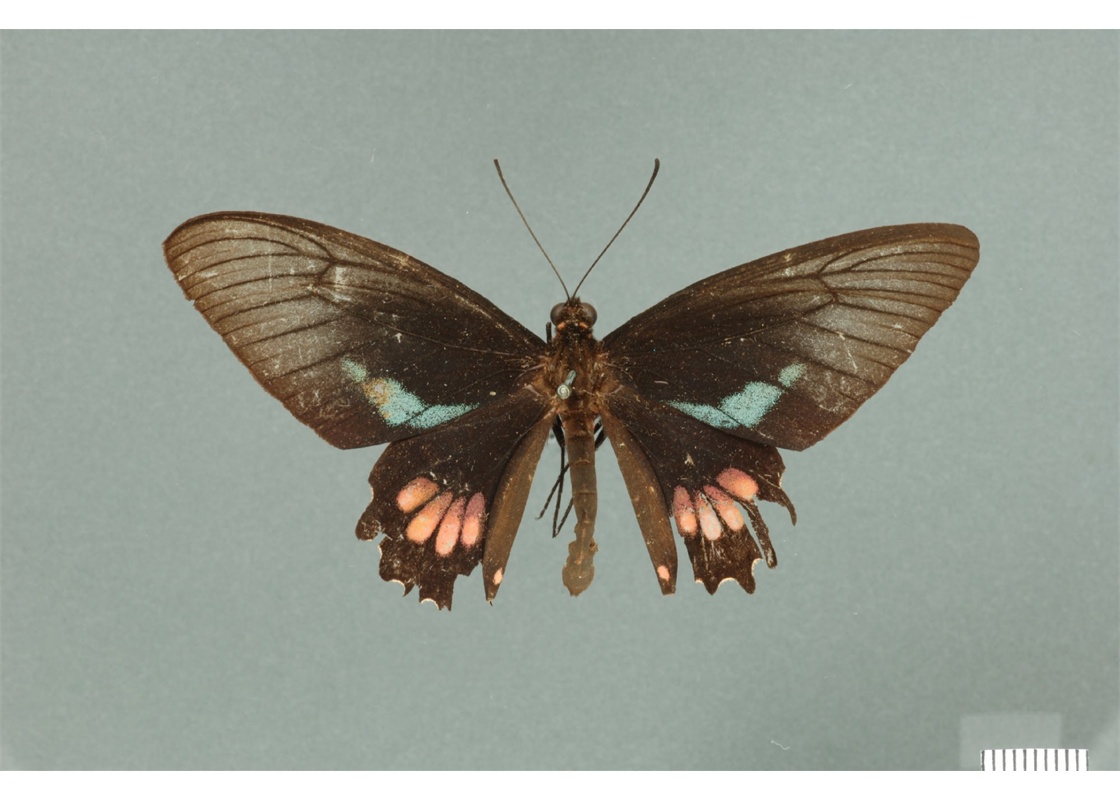 Parides a. aeneas historical specimen, TL: Asia
