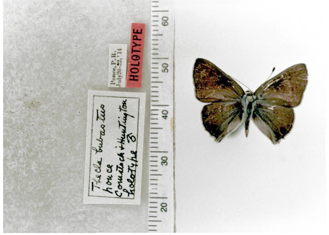 Strymon bubastus ponce (type specimens)
