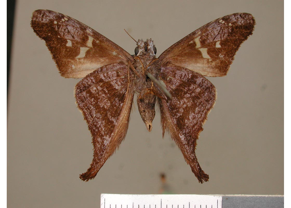 Cogia stylites (type specimens)