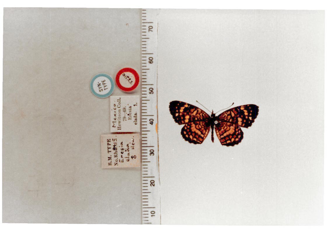Microtia e. elada (type specimens)