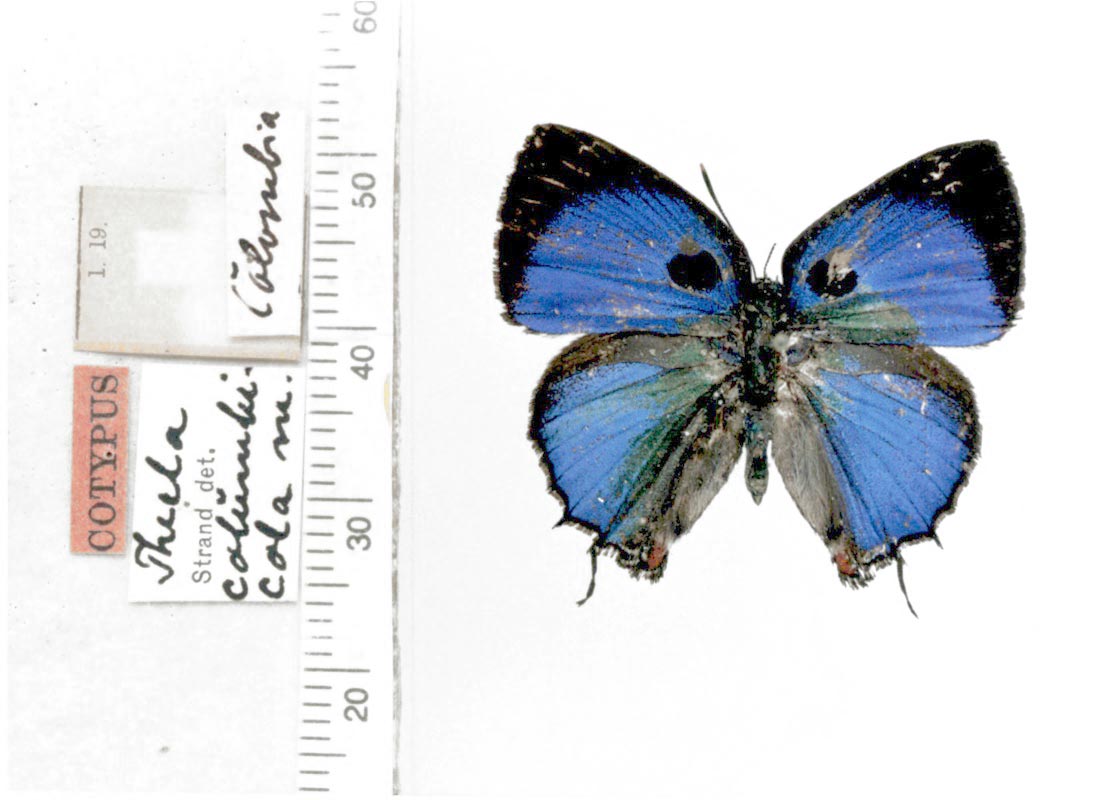 Thereus columbicola (type specimens)