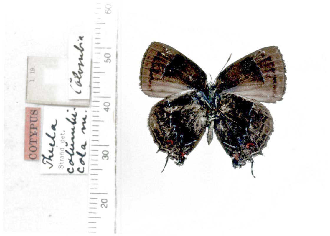 Thereus columbicola (type specimens)