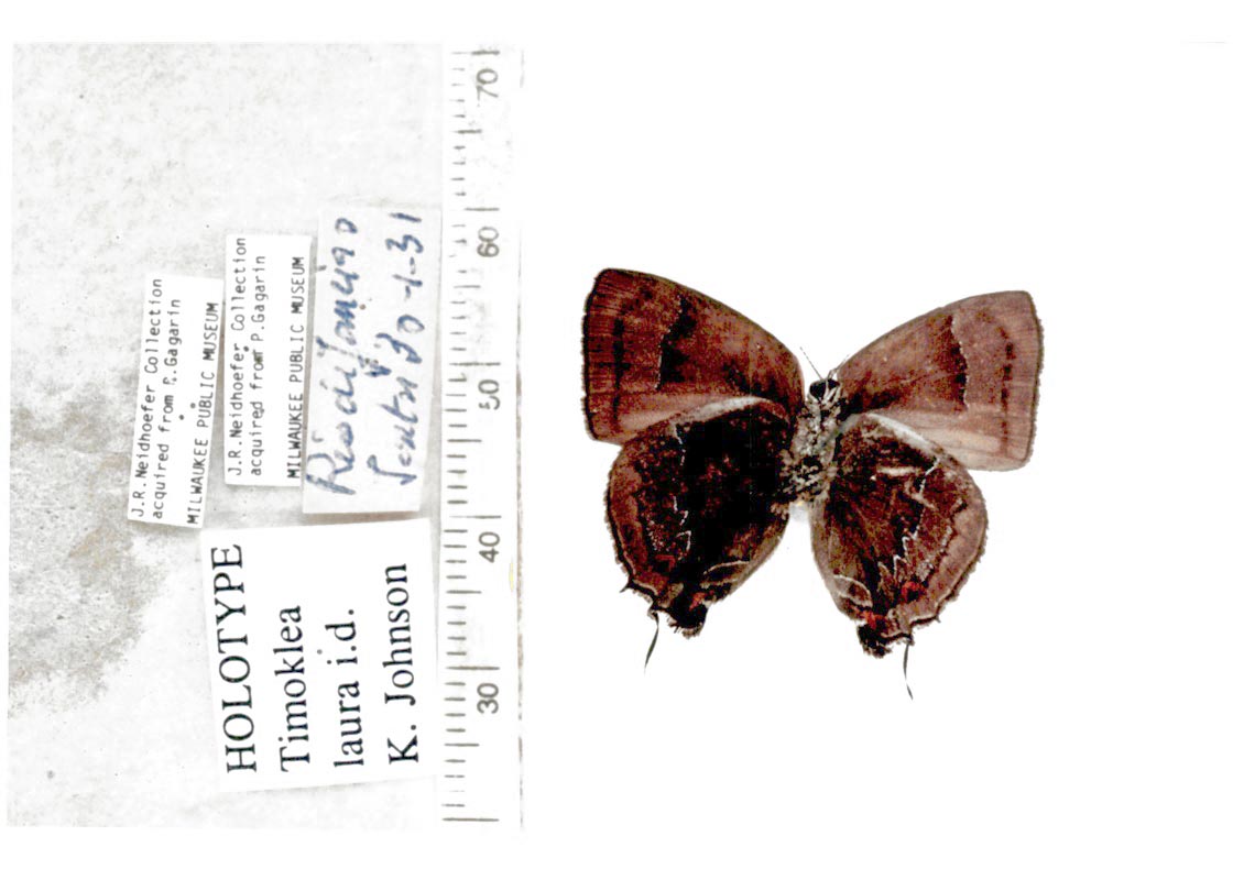 Thereus columbicola (type specimens)