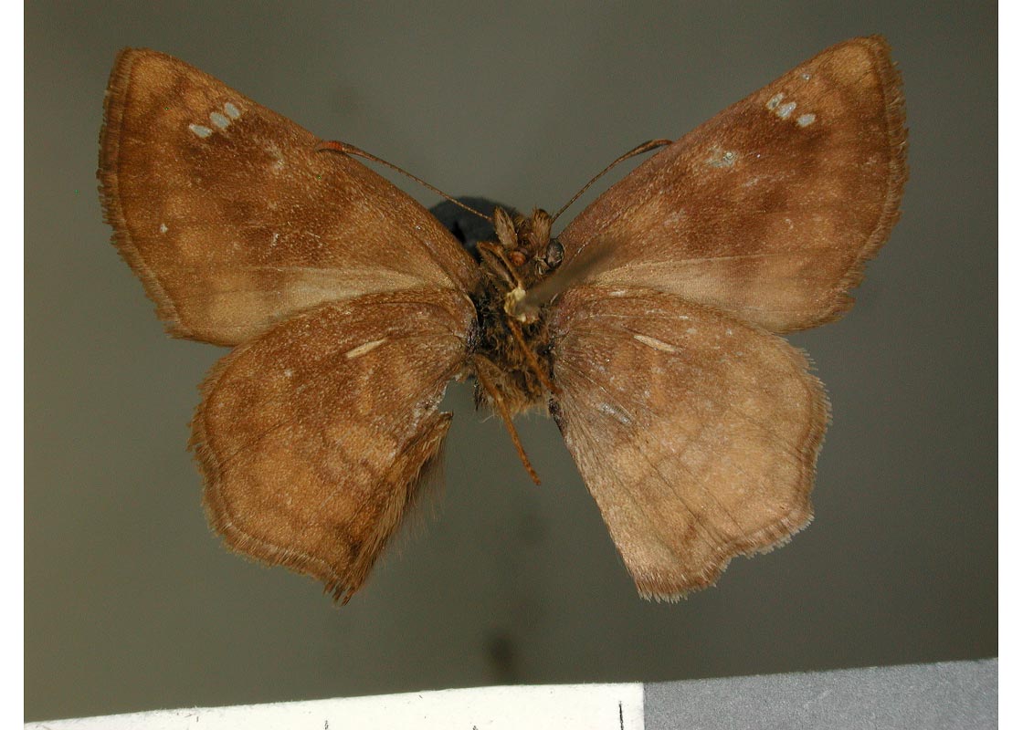 Nisoniades rubescens (SYNTYPE of Achlyodes triangulus Mabille, 1898, TL ...